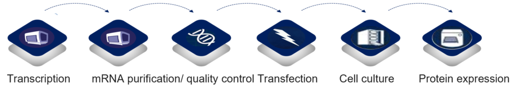 mRNA vaccine upstream automated processing system - Aurora Biomed