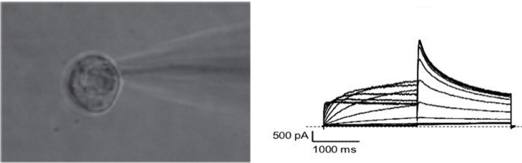 Ion Channel & Transporter Screening - Aurora Biomed