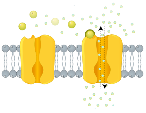 Ion Channel & Transporter Screening - Aurora Biomed