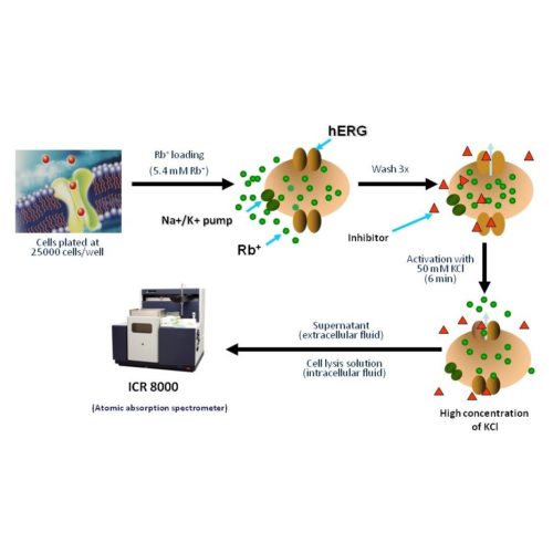 Principles of Ion Channel Screening - Aurora Biomed