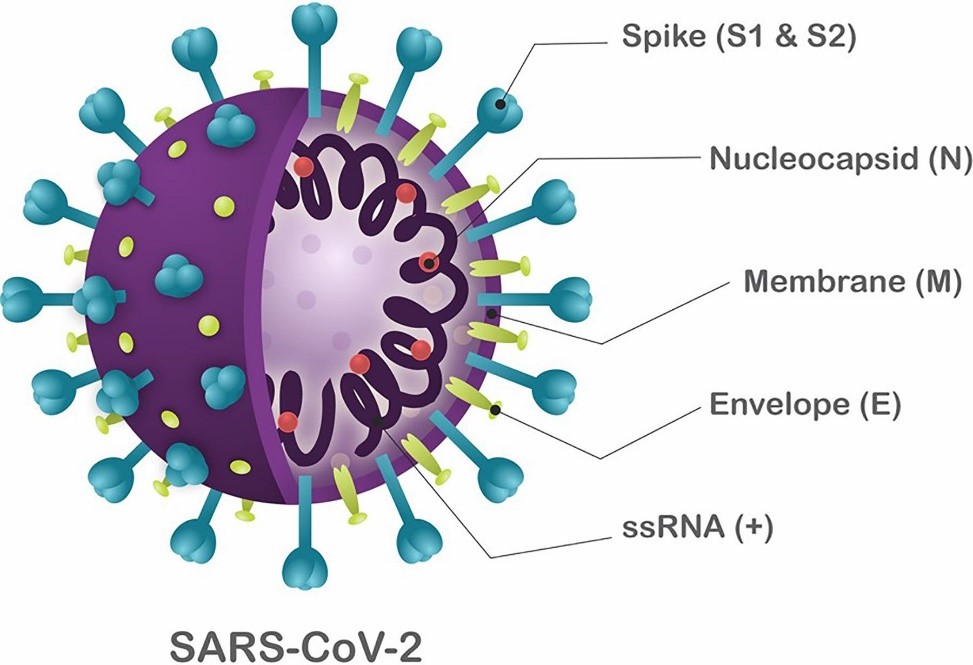 Protein microarray for mapping SARS-COV-2 (COVID-19) antibody