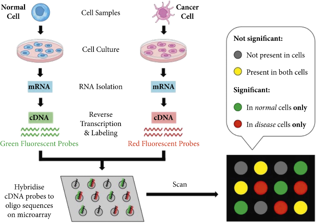 The Future Of Cancer Diagnosis Empowering Precision With Automated Microarray Spotters