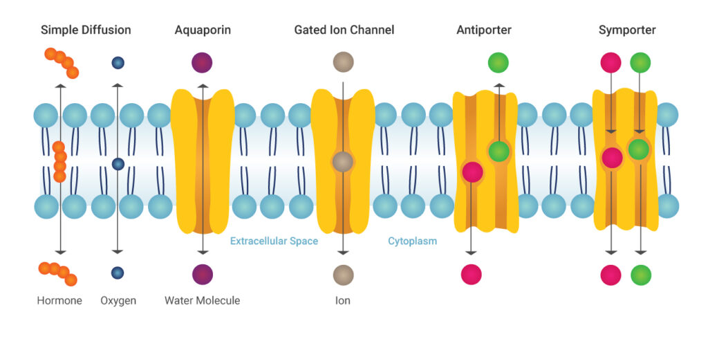 Ion Transporters - Aurora Biomed