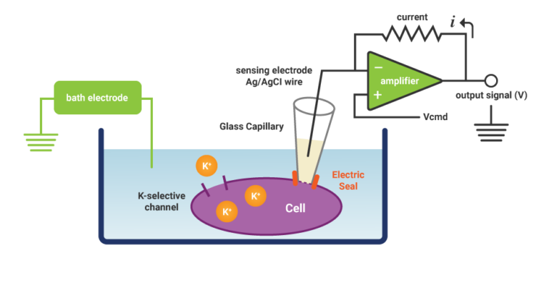 Ion Transporters - Aurora Biomed
