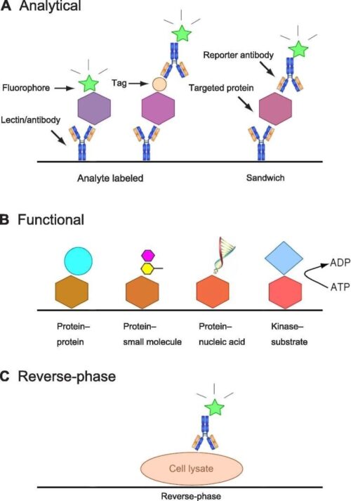 A Quick Guide to Protein Microarray - Aurora Biomed