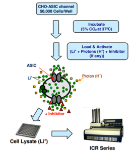 HIGH THROUGHPUT SCREENING ASSAY FOR ACID-SENSING ION CHANNELS - Aurora ...