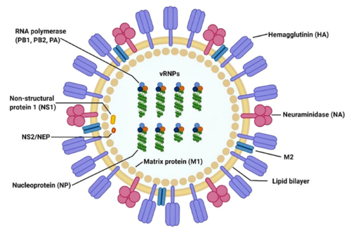 Unveiling the Potential of a Universal Influenza Vaccine: Insights from ...
