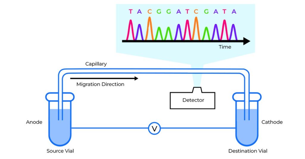Capillary Electrophoresis in Focus: A Solution for Characterization and ...